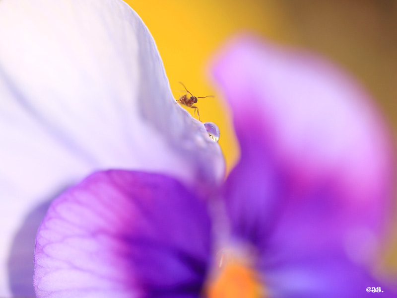 Diminuta. Imagen & Foto | naturaleza, flores, mocrofotografía Fotos de ...