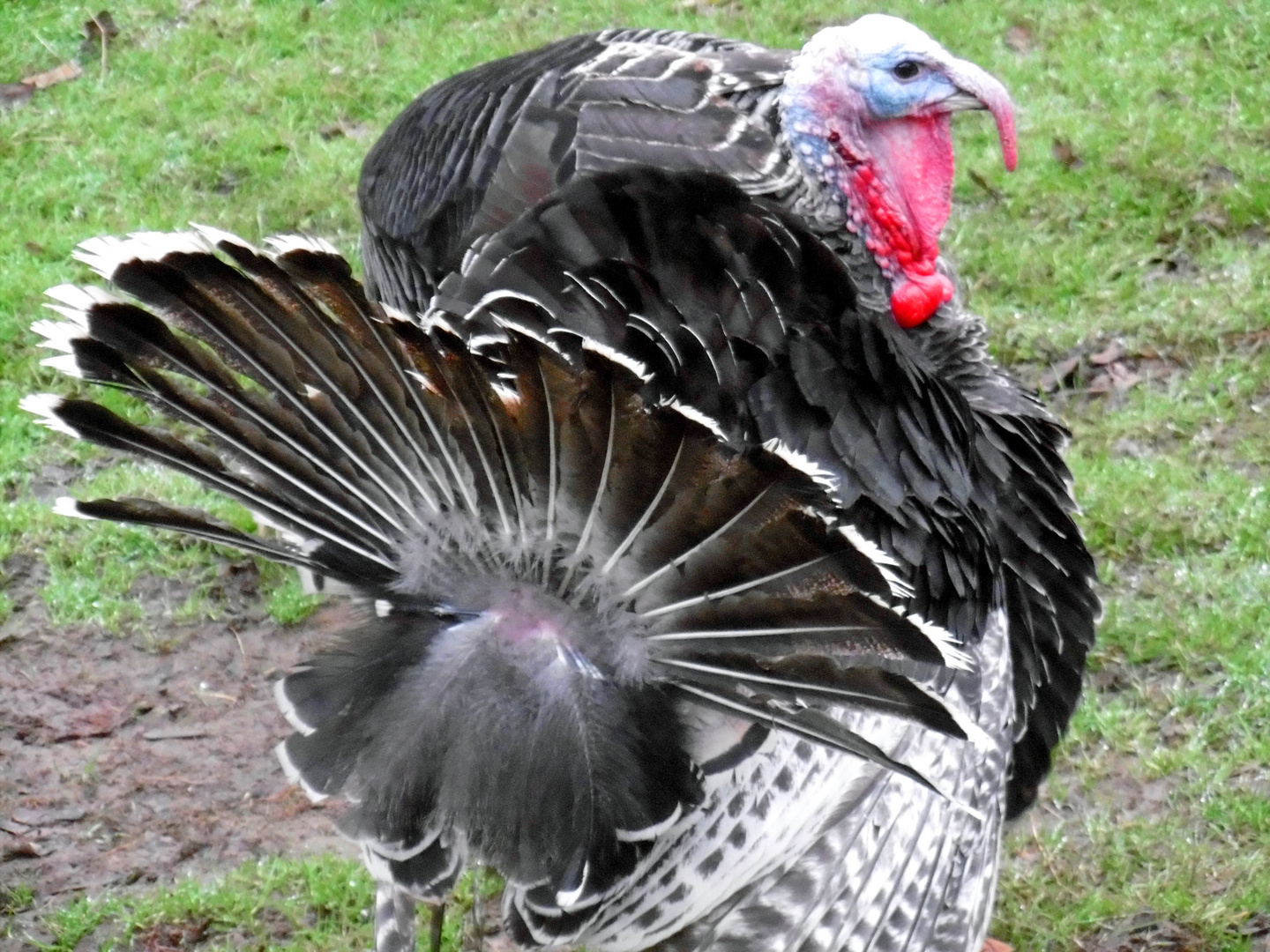 DINDON DIGNE ou Ding ding dong photo et image | nature, animaux ...