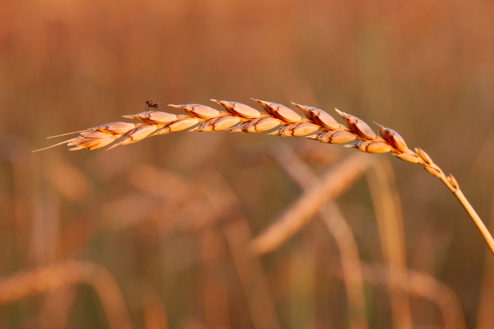 Dinkel Foto & Bild | felder, getreide, pflanzen Bilder auf fotocommunity