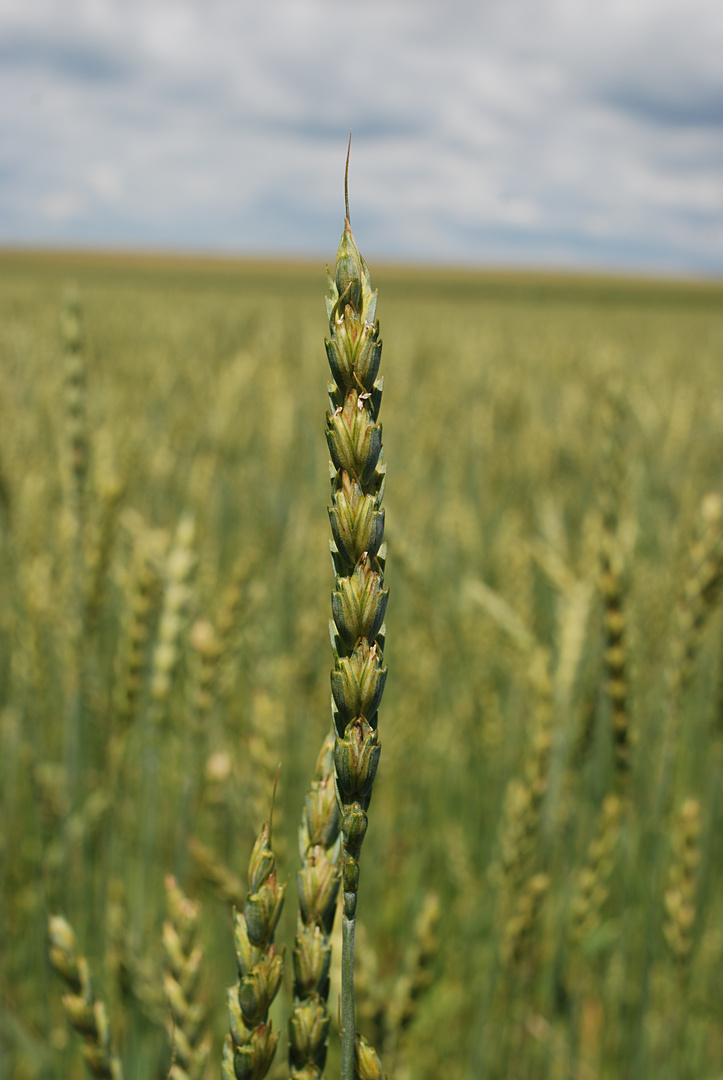 Dinkel Foto & Bild | pflanzen, pilze & flechten, getreide und ...