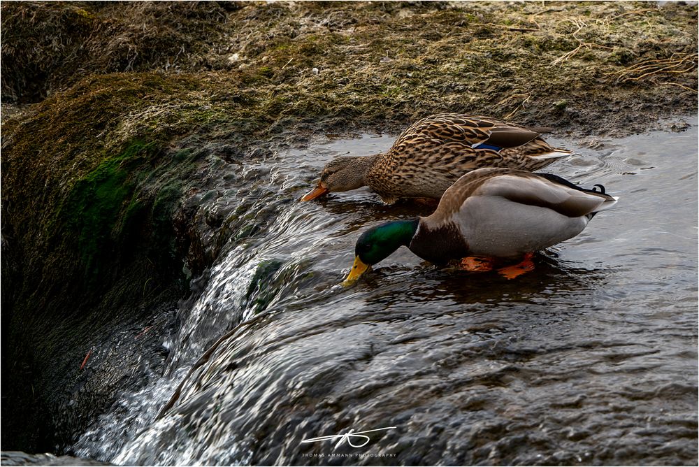 Dinner for two Foto & Bild | tiere, vögel, enten Bilder auf fotocommunity
