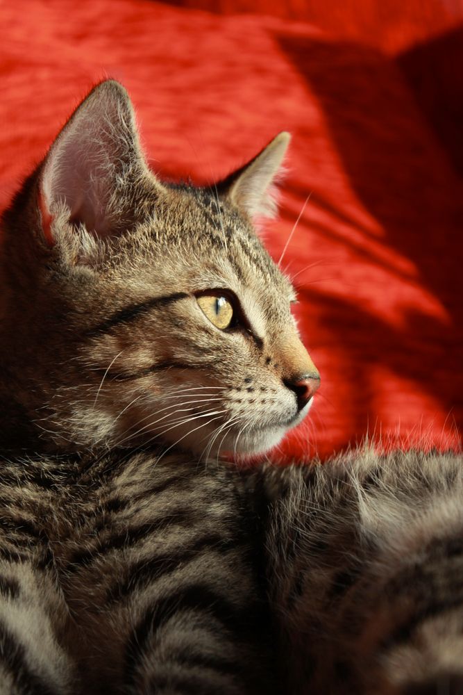 *Dino* Foto & Bild | tiere, haustiere, katzen Bilder auf fotocommunity