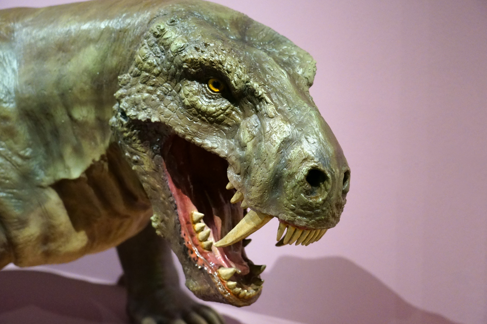 Dinogorgon Foto & Bild | sonstiges, fossilien & präparate, tiere Bilder ...