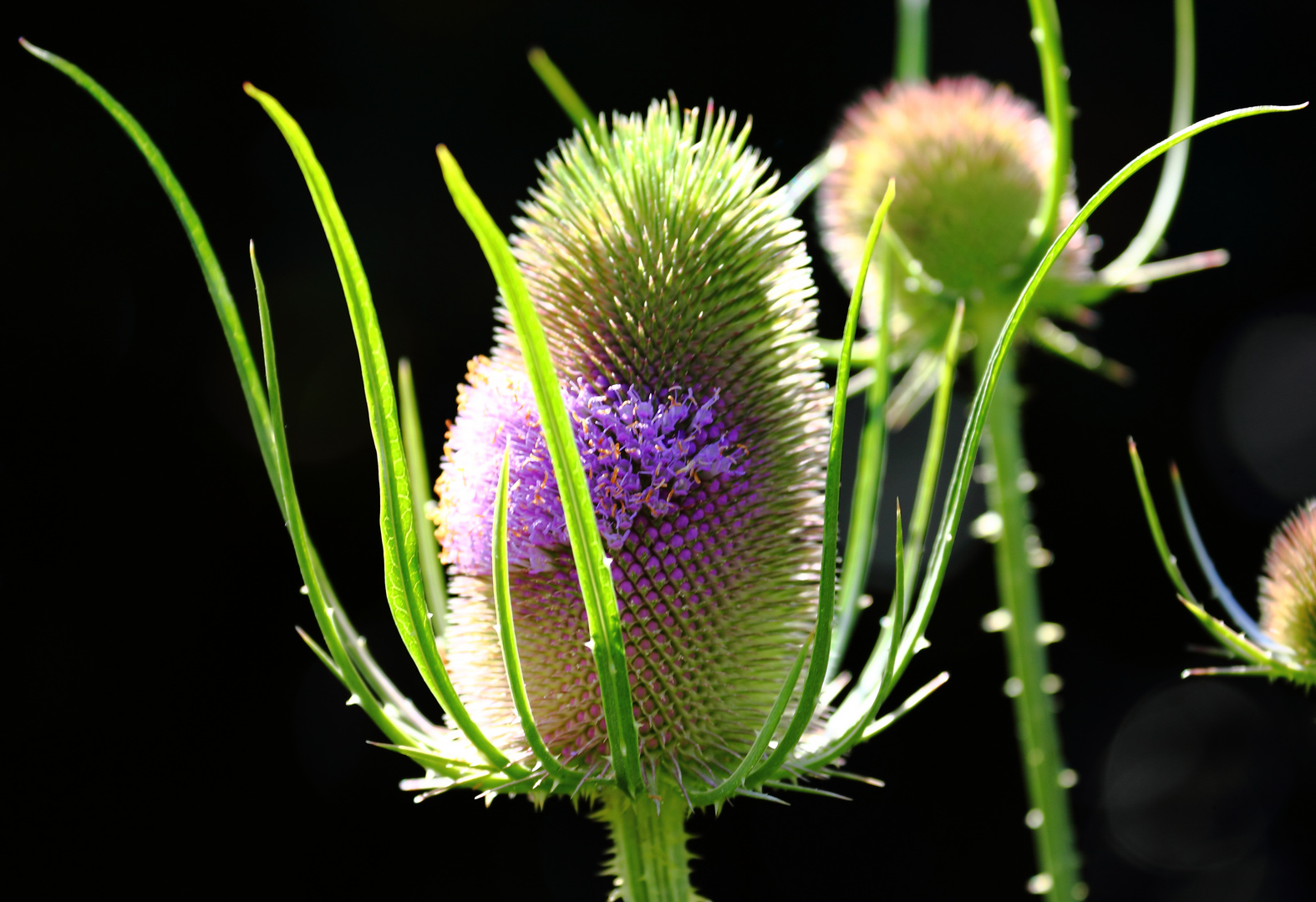Dipsacus Foto & Bild | pflanzen, pilze & flechten, blüten ...