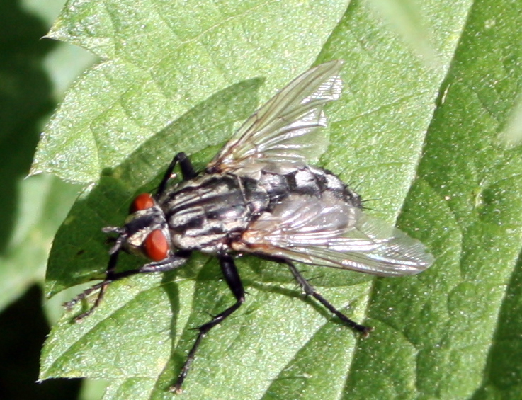 Diptère-Mouche photo et image | macro nature, macro insectes, les ...