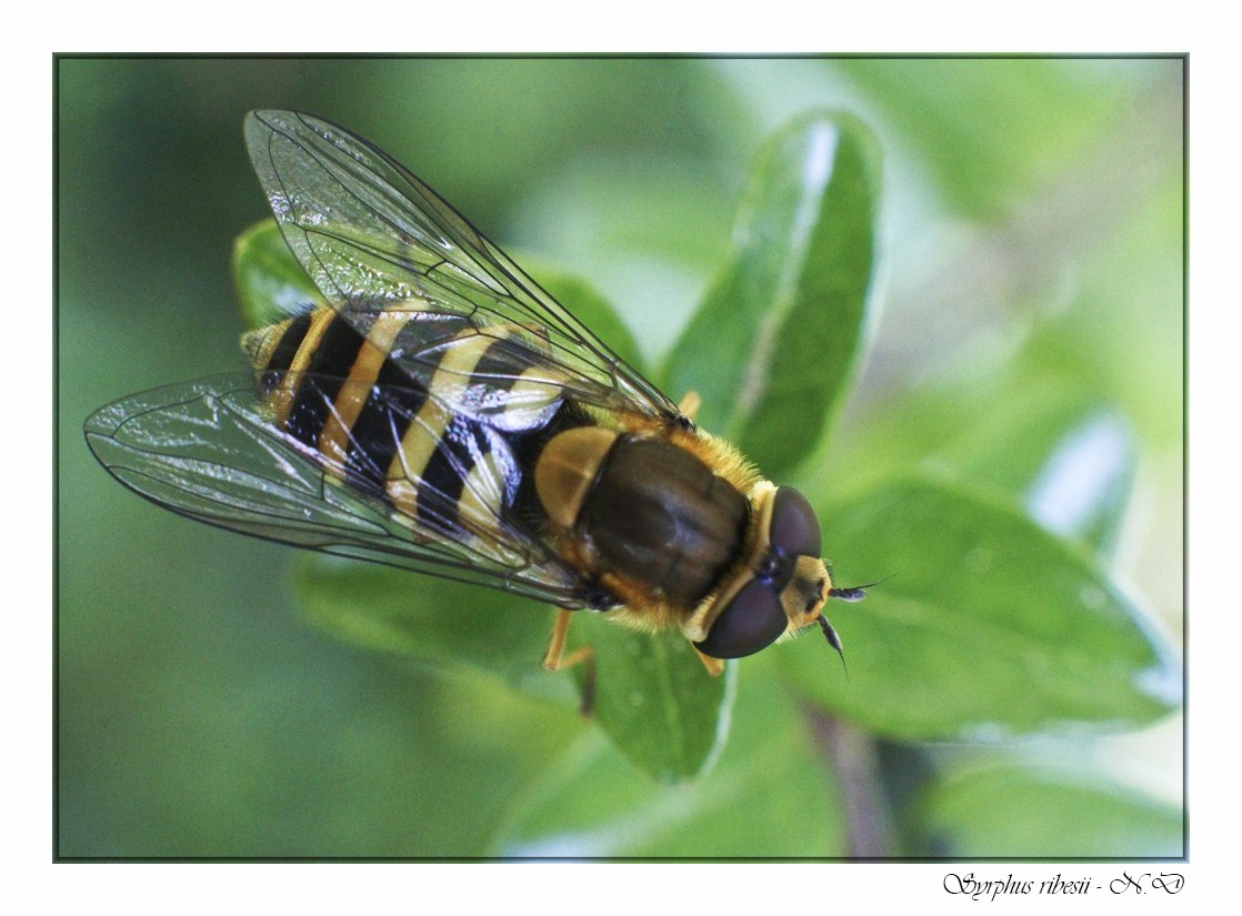 Diptère - Sirphe - Syrphus ribesii photo et image | macro nature, macro ...