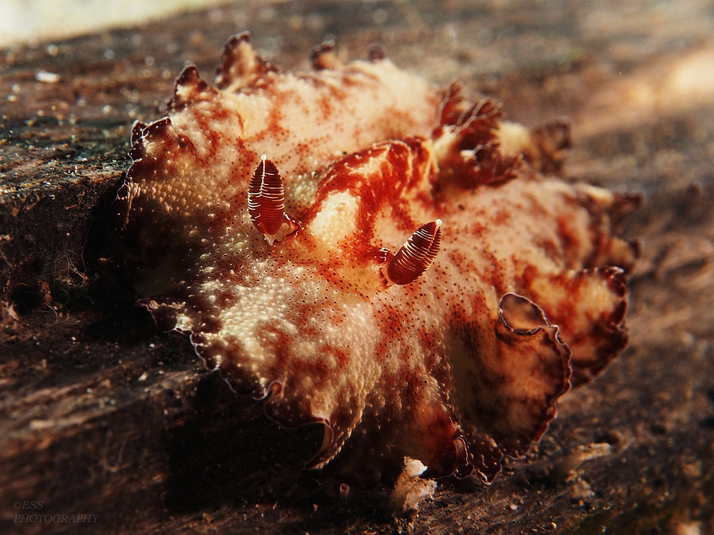 Discodoris boholiensis Foto & Bild | unterwasser, uw-salzwasser, natur ...