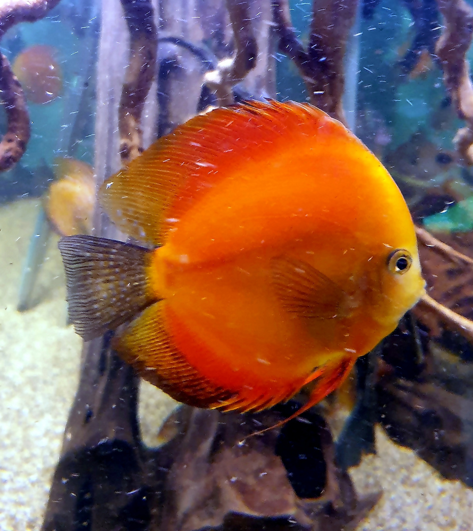 Discus Foto & Bild | wasser, orange, natur Bilder auf fotocommunity