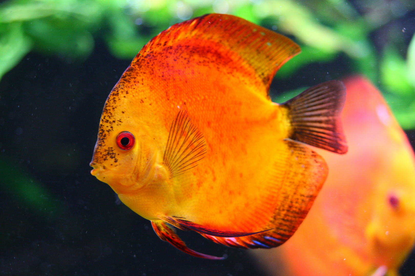 Discus Foto & Bild | tiere, haustiere, aquaristik Bilder auf fotocommunity