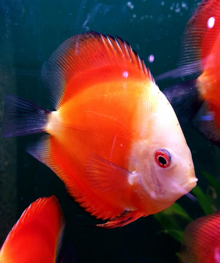 Discus Foto & Bild | natur, tiere, aquarium Bilder auf fotocommunity