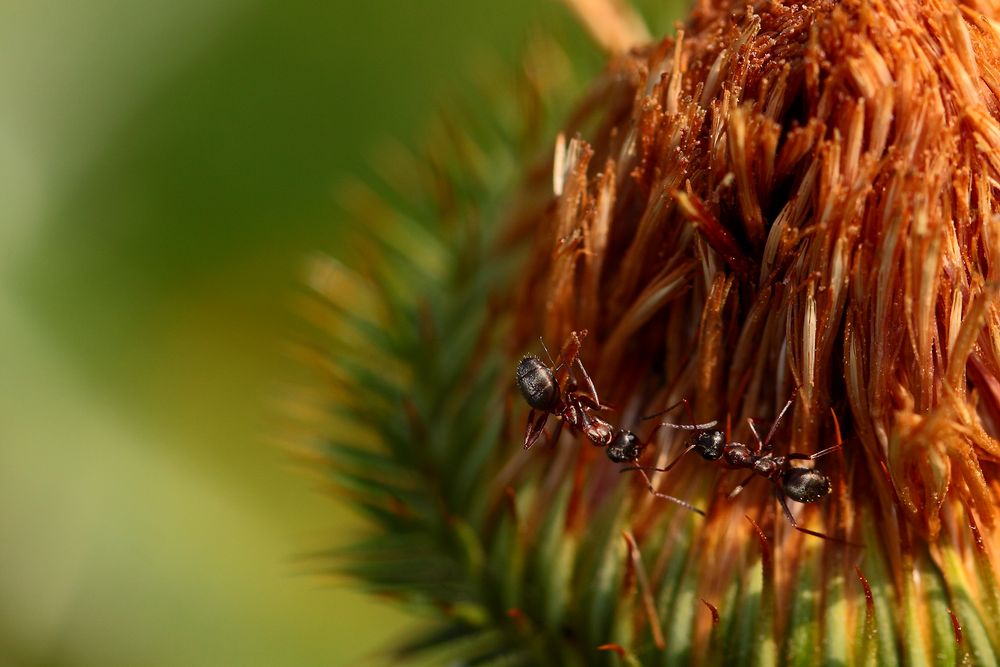 discussion courtoise photo et image | nature, macro, insectes Images ...