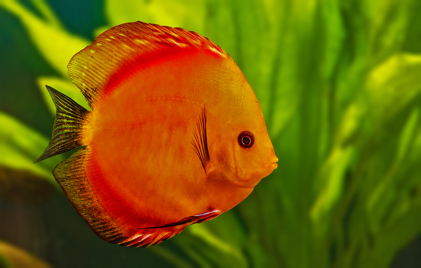 Diskus 002 Foto & Bild | tiere, haustiere, aquaristik Bilder auf ...