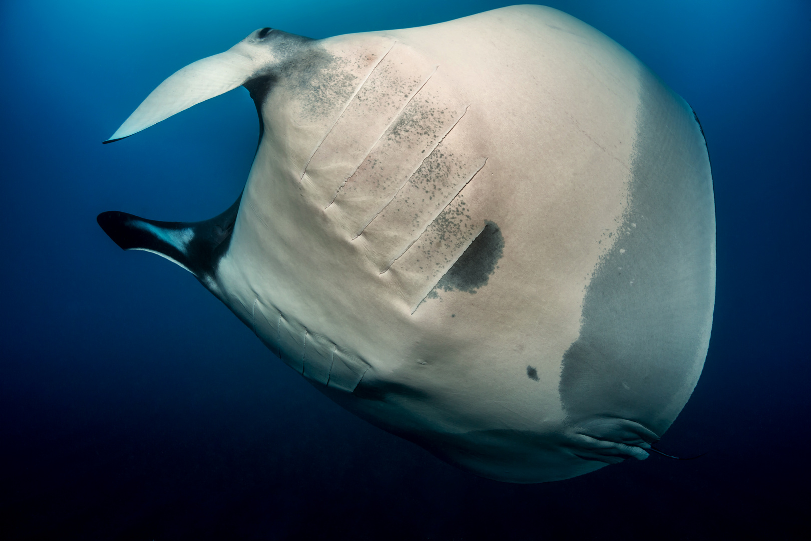 Diskus Foto & Bild | mantas, natur, mexico Bilder auf fotocommunity