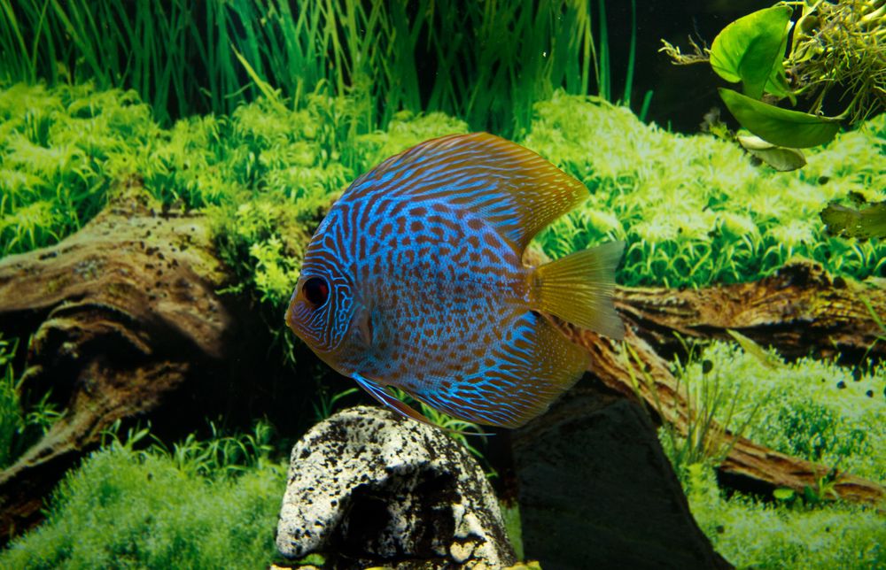 Diskus Foto & Bild | tiere, haustiere, aquaristik Bilder auf fotocommunity