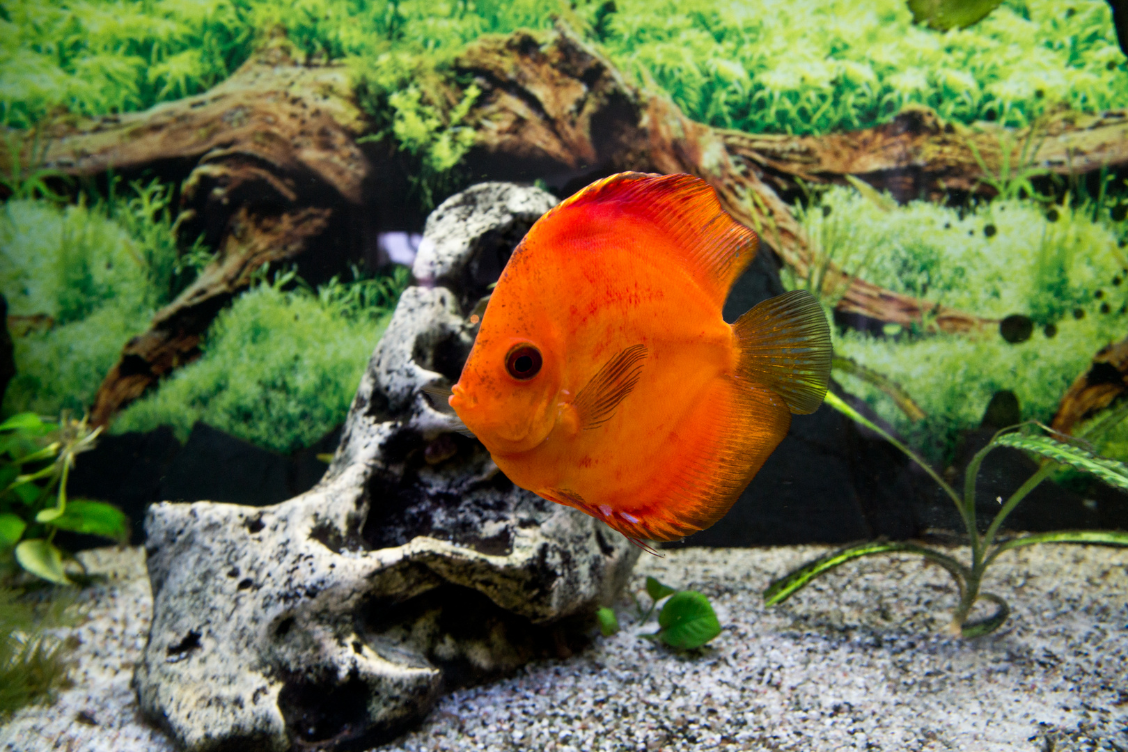 Diskus der 2. Foto & Bild | tiere, haustiere, aquaristik Bilder auf ...