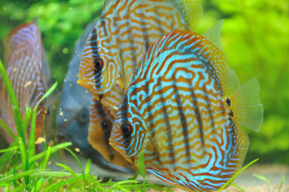 Diskus Fische beim Fressen Foto & Bild | tiere, haustiere, aquaristik ...