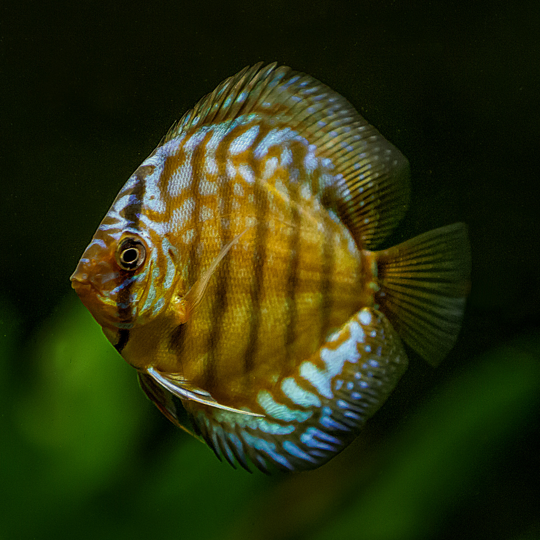 Diskusfisch Foto & Bild | natur, zoo, tiere Bilder auf fotocommunity