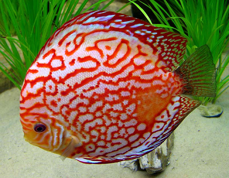 Diskusfisch Foto & Bild | tiere, haustiere, aquaristik Bilder auf ...