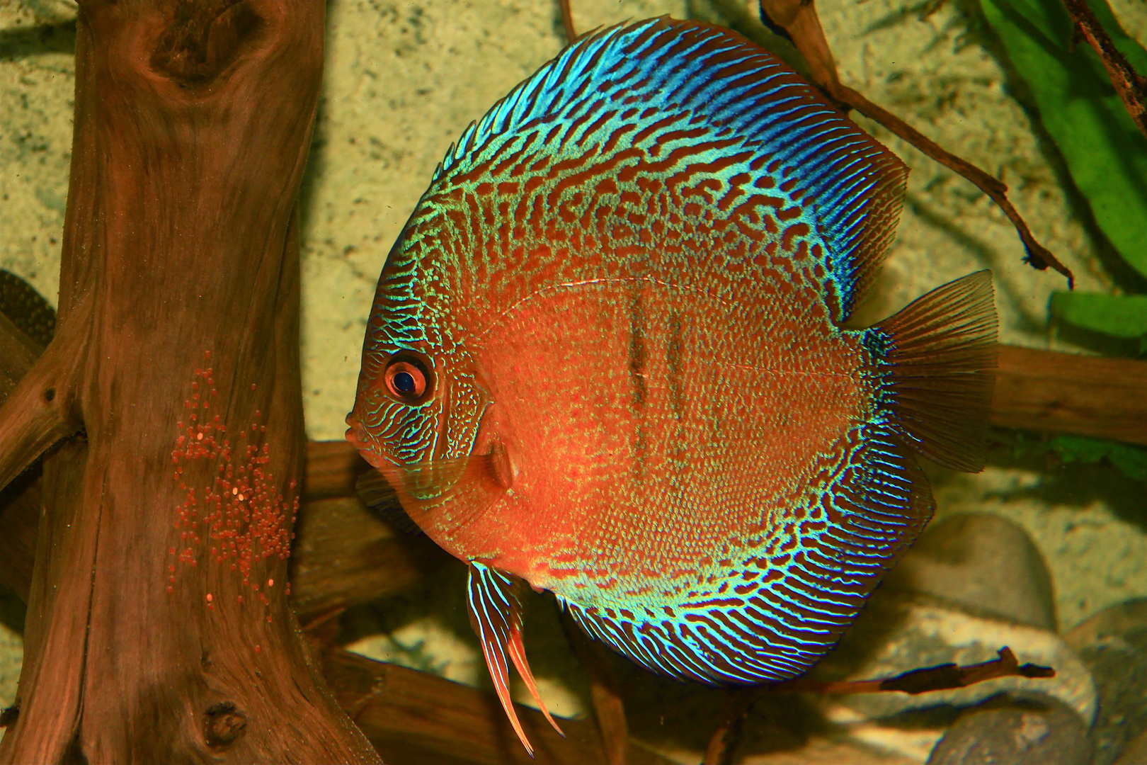 Diskusfisch mit Gelege Foto & Bild | tiere, haustiere, aquaristik ...