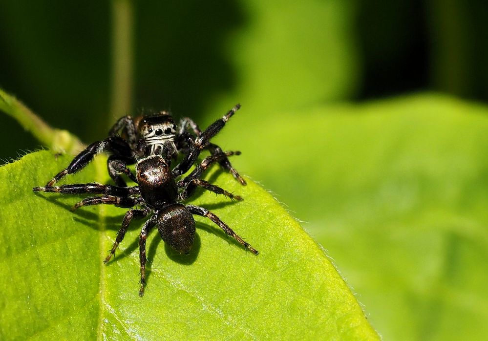 Diskutierende Springspinnen .... Foto & Bild | tier, tiere, wildlife ...