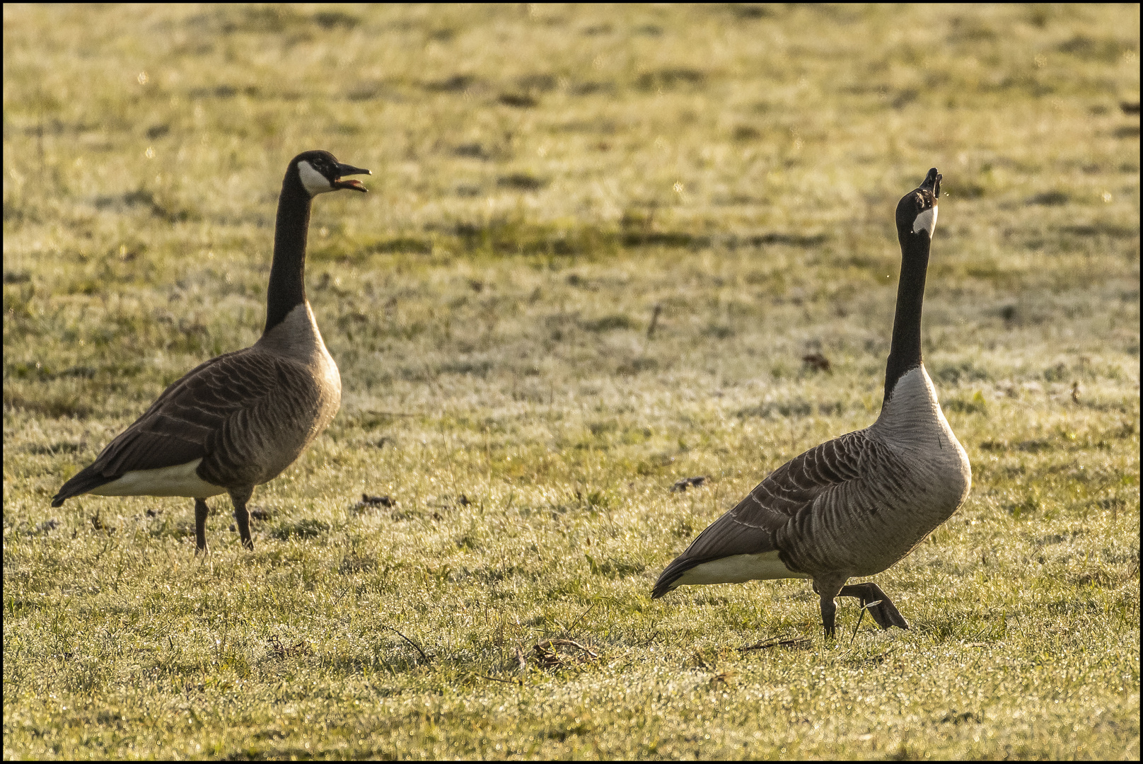Disput... Foto & Bild | frühling, natur, morgenlicht Bilder auf ...