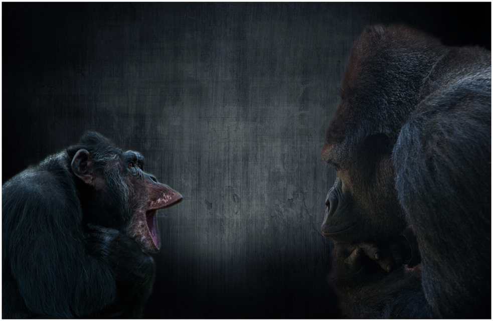 Disput Foto & Bild | fotomontage, composing , originale Bilder auf ...