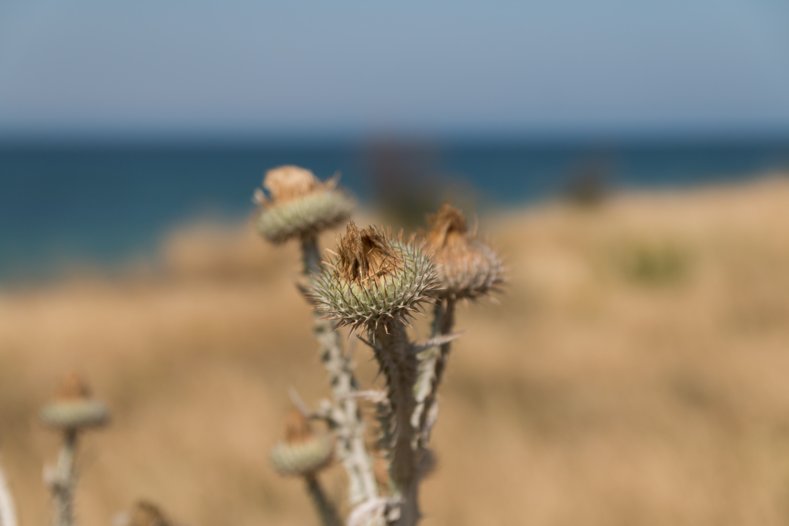 Distel Foto & Bild | pflanzen, pilze & flechten, blüten ...