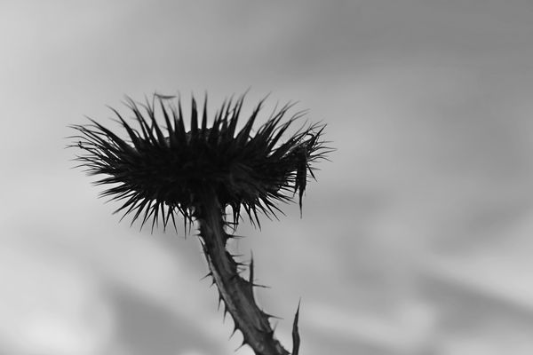 Disteln & Karden Bilder & Fotos