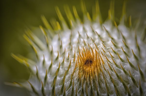 Disteln & Karden Bilder & Fotos