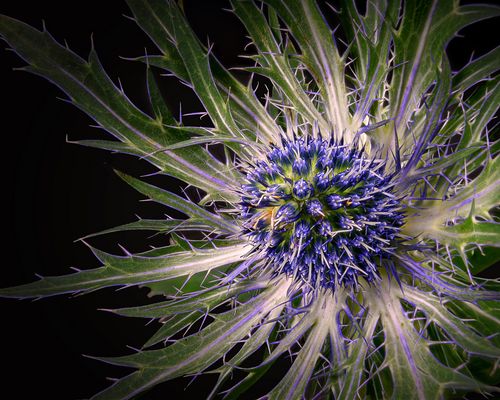 Disteln & Karden Bilder & Fotos