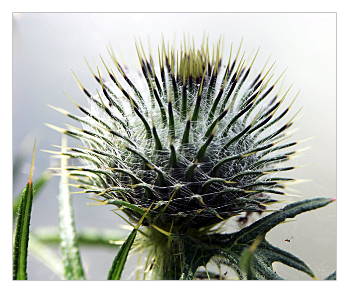 distel? Foto & Bild | pflanzen, pilze & flechten, blüten ...