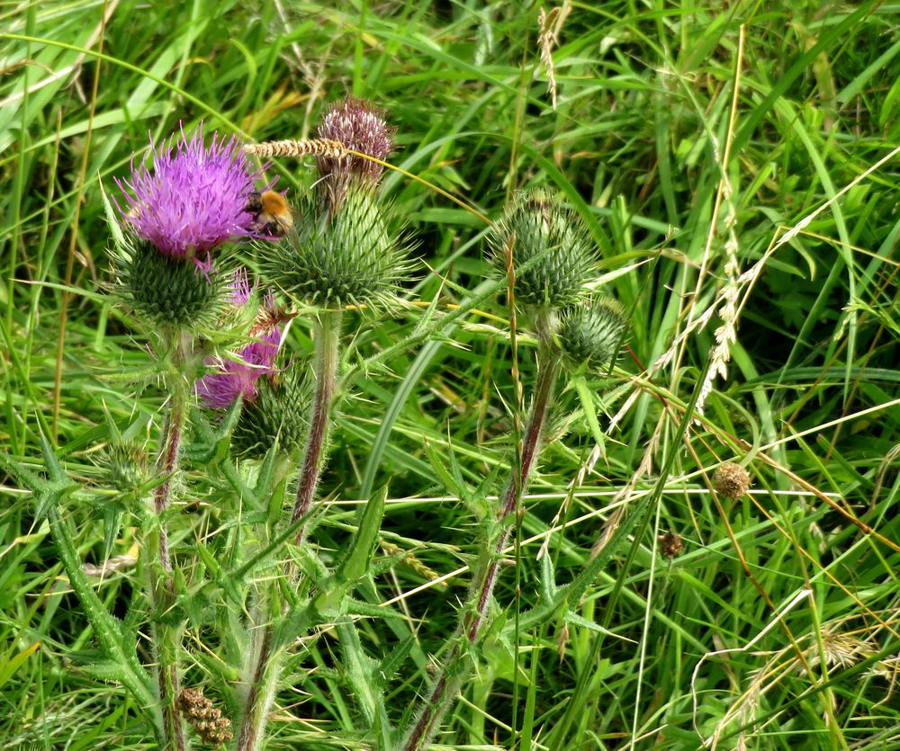 Distel ... Foto & Bild | landschaften, sommer, outdoor Bilder auf ...