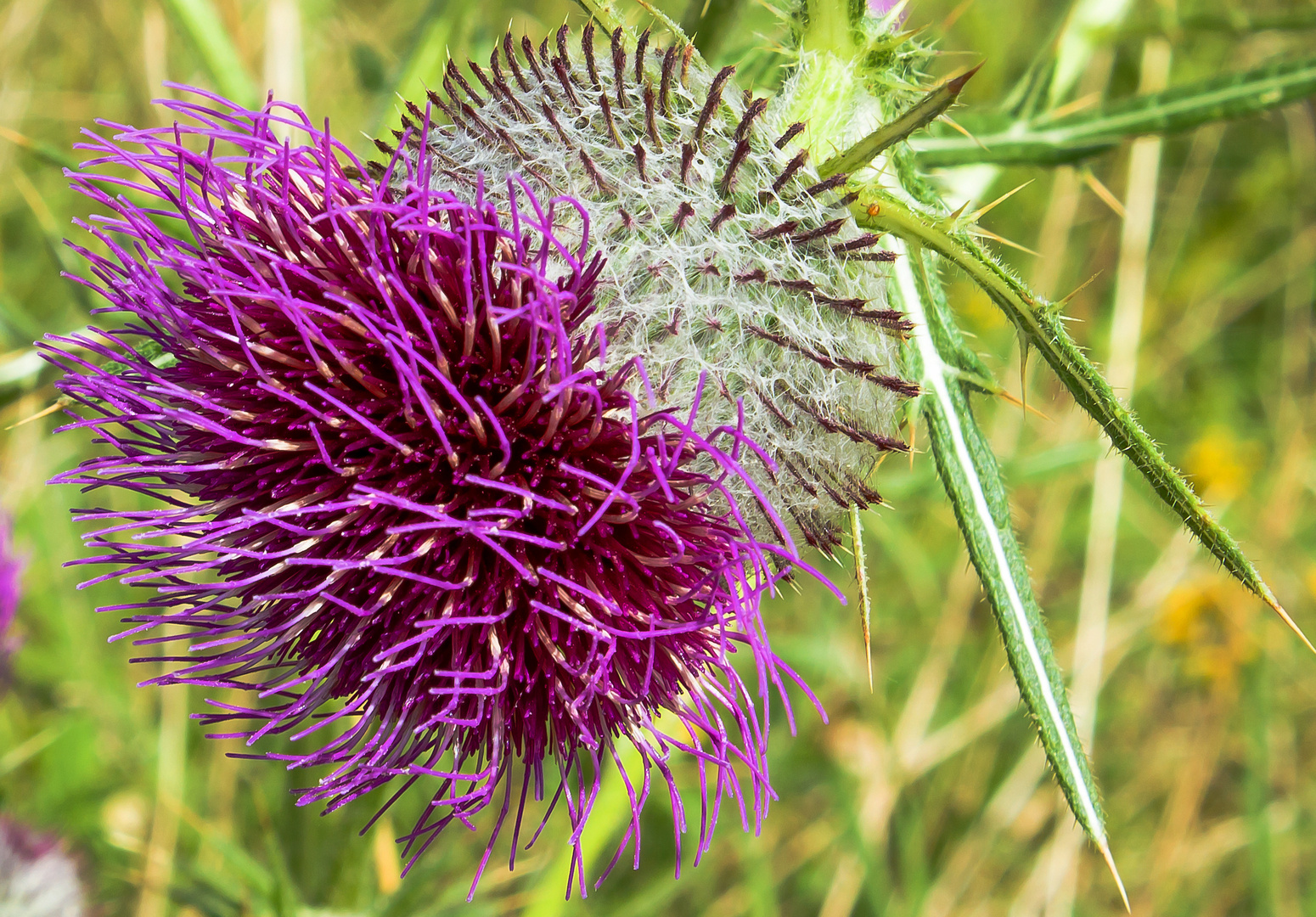 Distel Foto & Bild | pflanzen, pilze & flechten, gräser, natur Bilder ...