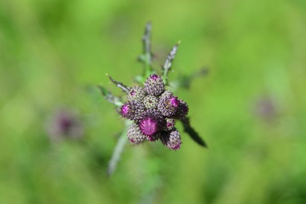 Disteln & Karden Bilder & Fotos