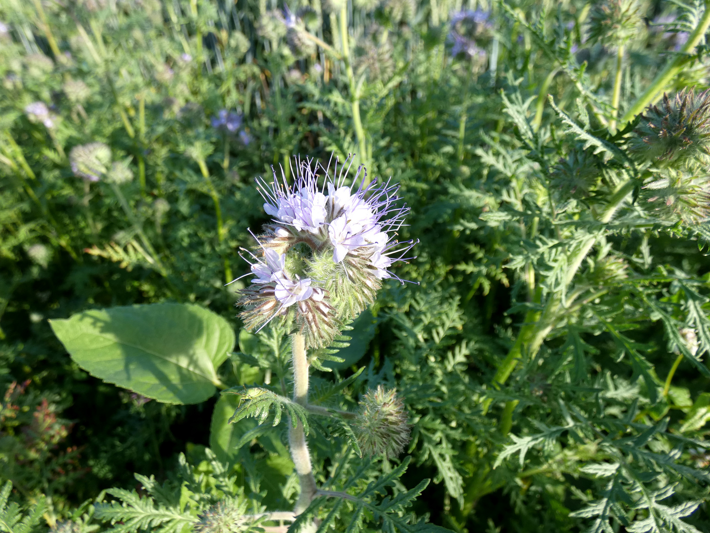 Distel Foto & Bild | natur, landschaft, pflanzen Bilder auf fotocommunity