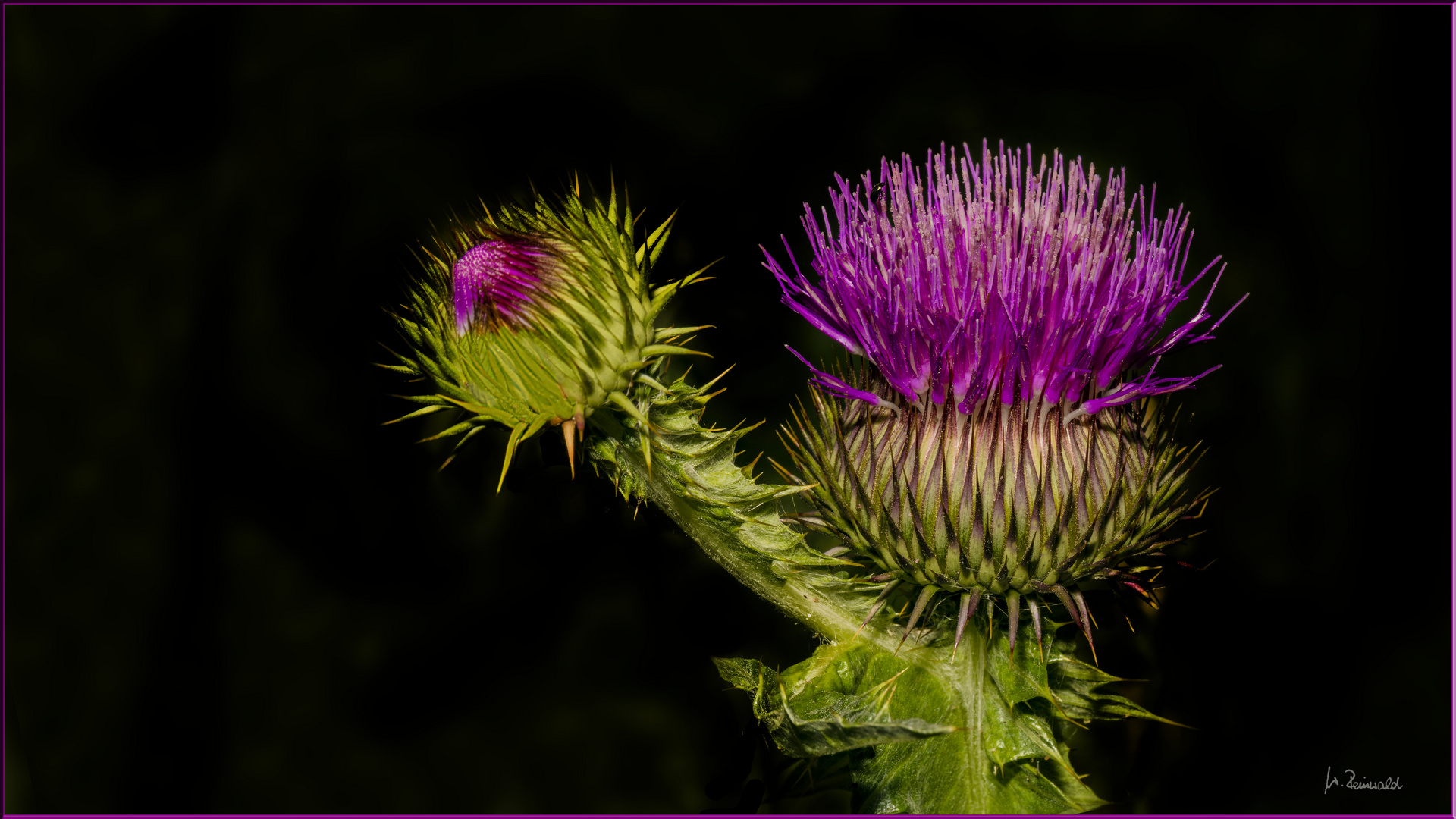 Distel Foto & Bild | natur, pflanzen, blüten Bilder auf fotocommunity
