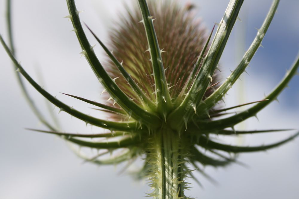 Distel Foto & Bild | pflanzen, pilze & flechten, blüten ...