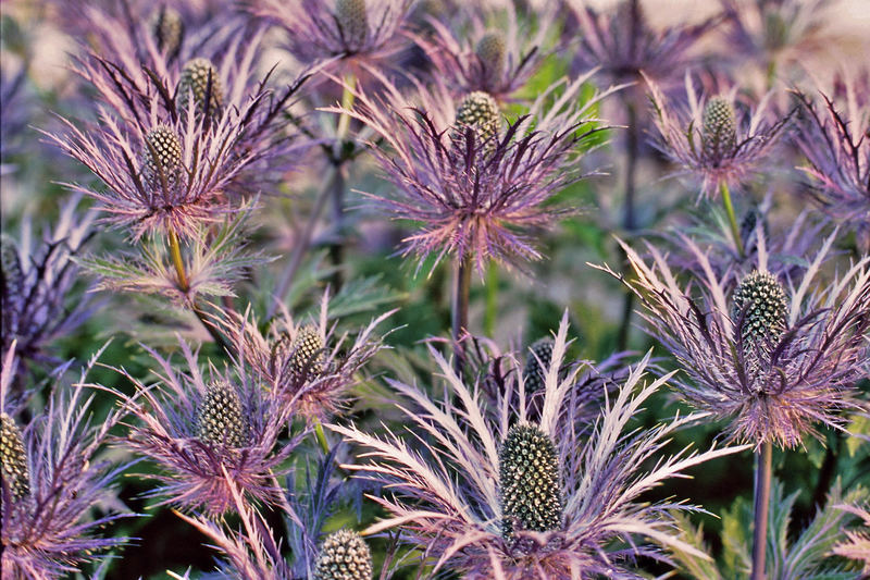 Distel Foto & Bild | pflanzen, pilze & flechten, natur Bilder auf ...