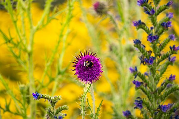 Disteln & Karden Bilder & Fotos