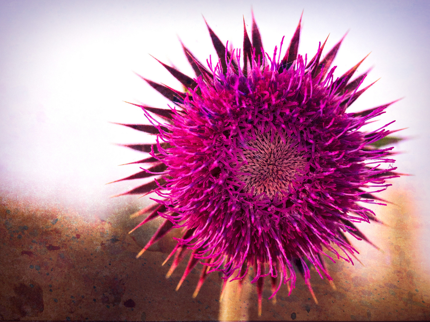 Distel Foto & Bild | spezial, natur, nahaufnahme Bilder auf fotocommunity