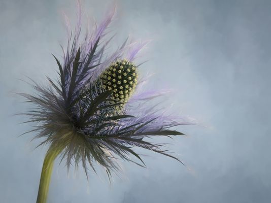 Disteln & Karden Bilder & Fotos