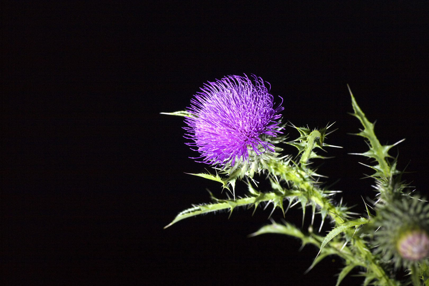 Distel Foto & Bild | pflanzen, pilze & flechten, blüten ...