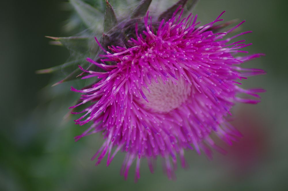 Distel am Rhein Foto & Bild | pflanzen, pilze & flechten, blüten ...