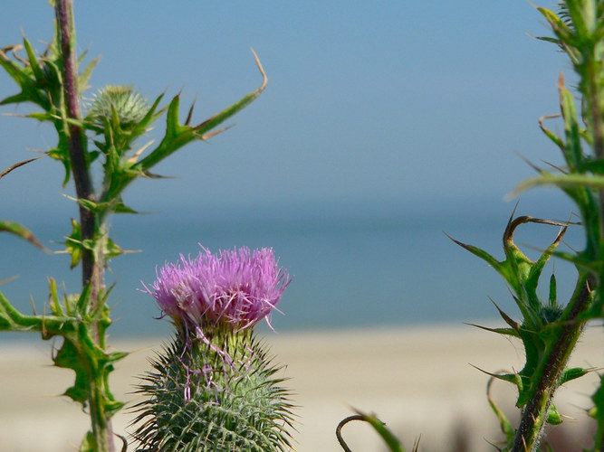 Distel am Strand Foto & Bild | pflanzen, pilze & flechten, blüten ...