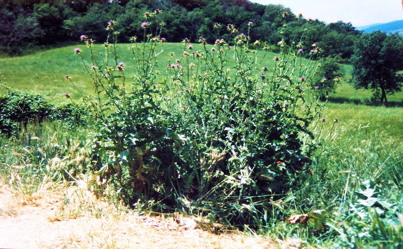 Distel am Wegerand Foto & Bild | pflanzen, pilze & flechten, blüten ...