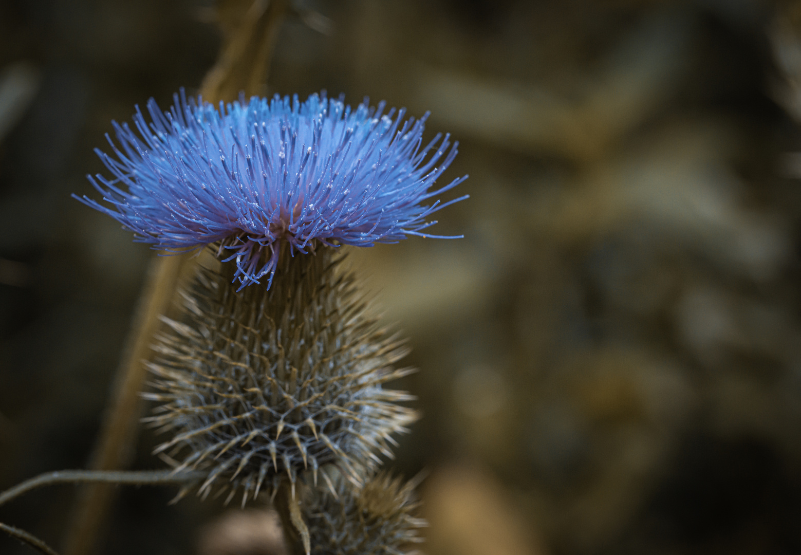 Distel-Art ;) Foto & Bild | pflanzen, pilze & flechten, makro, natur ...