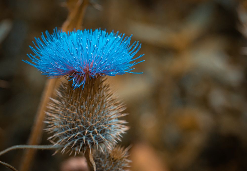 Distel-Art ;) Foto & Bild | pflanzen, pilze & flechten, makro, natur ...