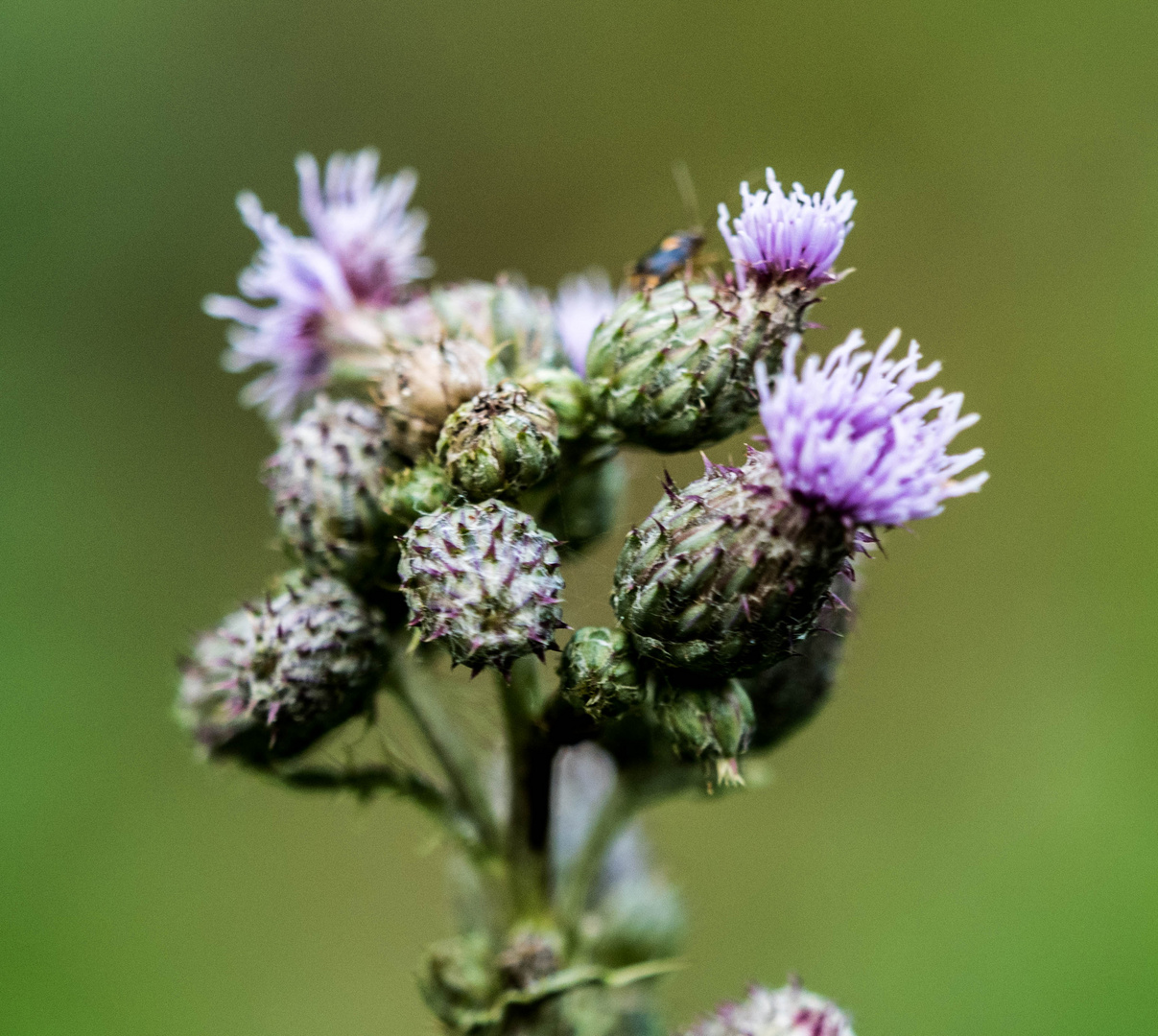 distel Foto & Bild | pflanzen, pilze & flechten, natur-makros, natur ...