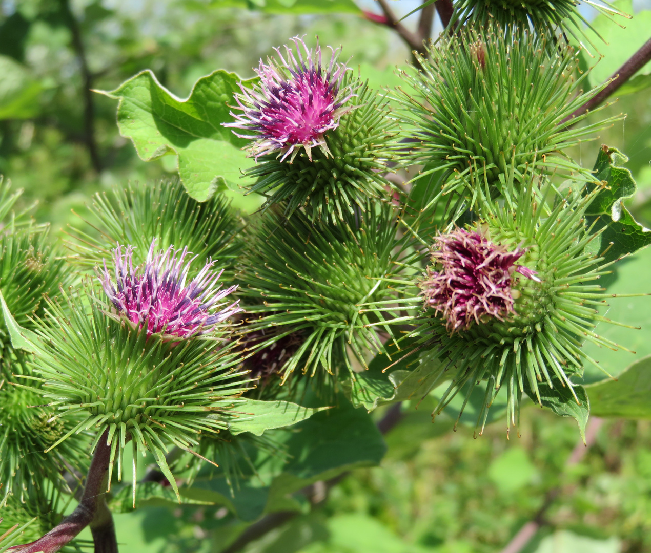 Distel ... Foto & Bild | sommer, natur, landschaft Bilder auf fotocommunity