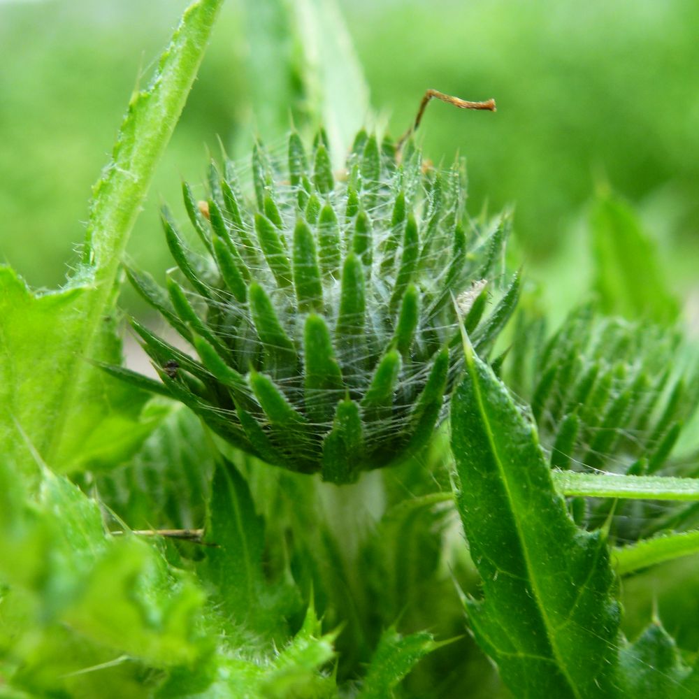 Distel Foto & Bild | pflanzen, pilze & flechten, blüten ...